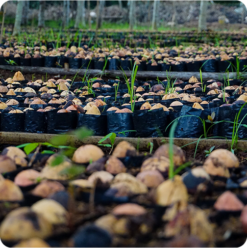 TREEO Impact Storyboard